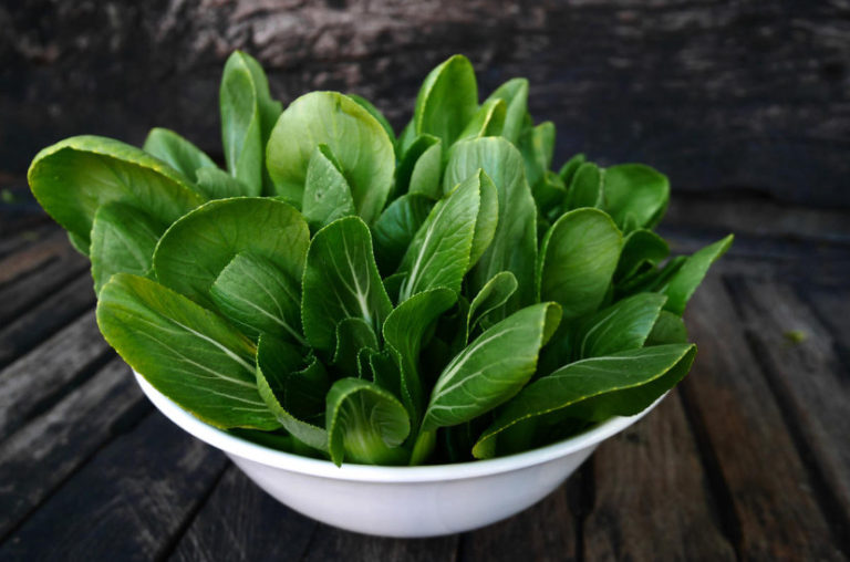 Cabbage Pak Choi: Cultivation, Varieties (Part 1)