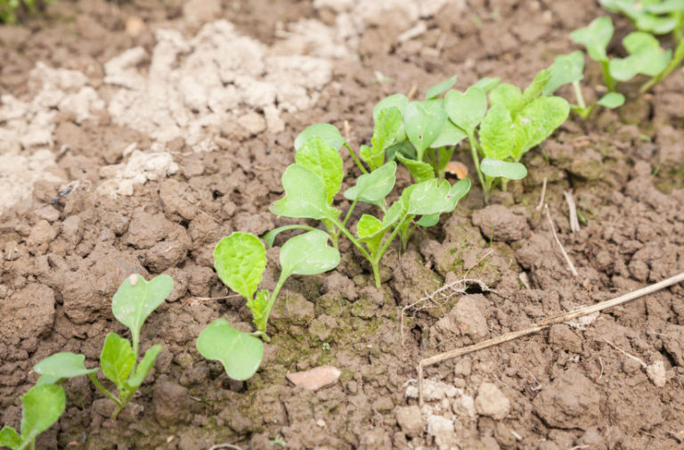 Cabbage Pak Choi: Cultivation, Varieties (Part 1)