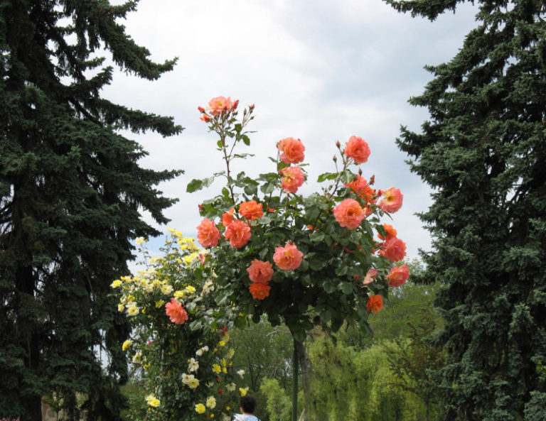 Roses on the Trunk: How to Choose Where to Plant, How to Care - Best ...