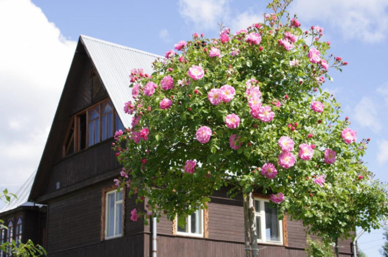 Roses on the Trunk: How to Choose Where to Plant, How to Care