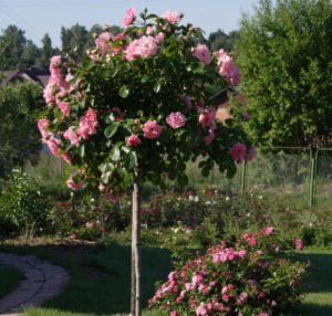 Roses on the Trunk: How to Choose Where to Plant, How to Care