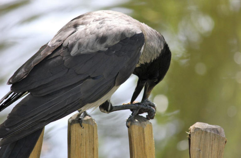 How to Protect the Garden From Crows