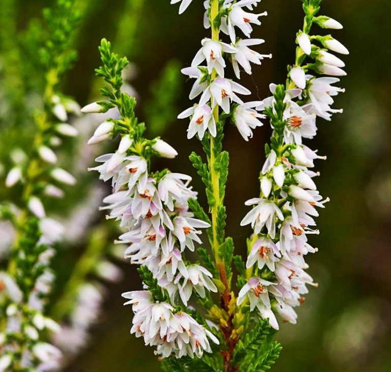 How To Plant And Care For Calluna
