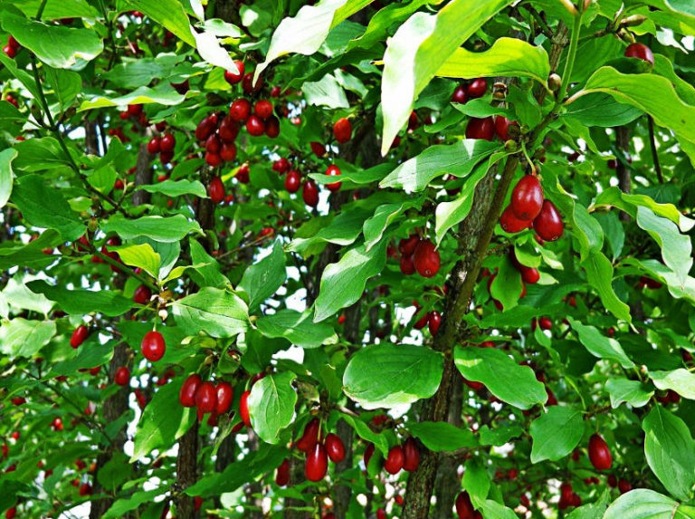 How To Plant And Care For Cornus Mas