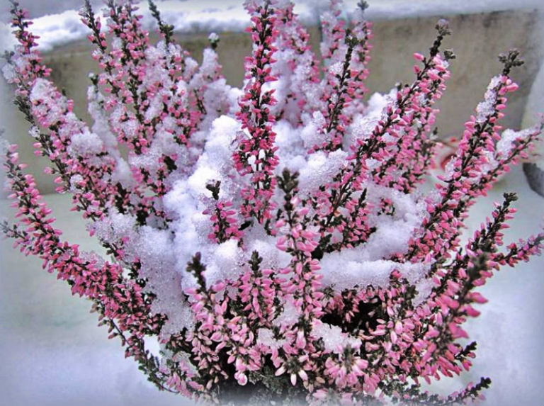 How To Plant And Care For Calluna