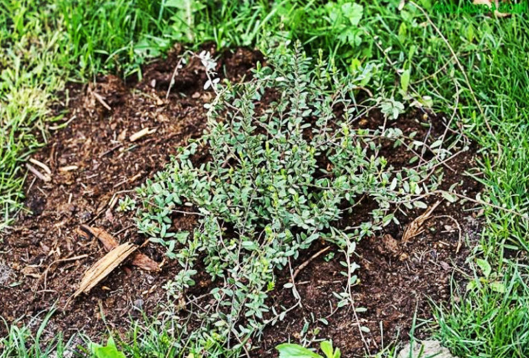 How To Plant And Care For Cranberry