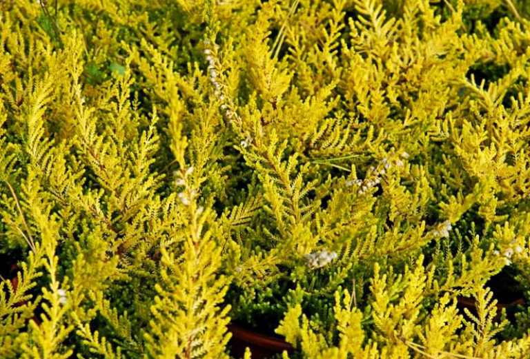 How To Plant And Care For Calluna