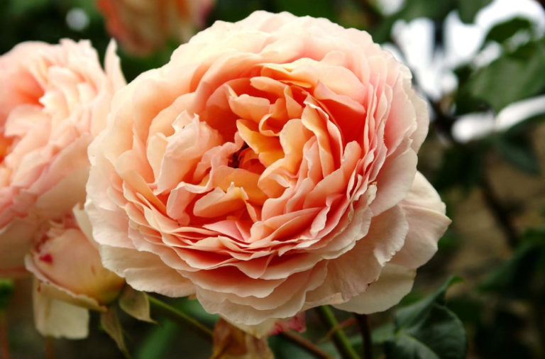 Aromas of Flowers: Plants - Standards of Aroma and Their Counterparts ...