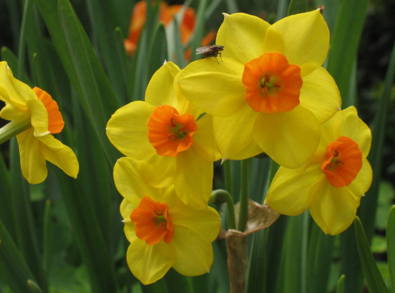 Aromas of Flowers: Plants - Standards of Aroma and Their Counterparts