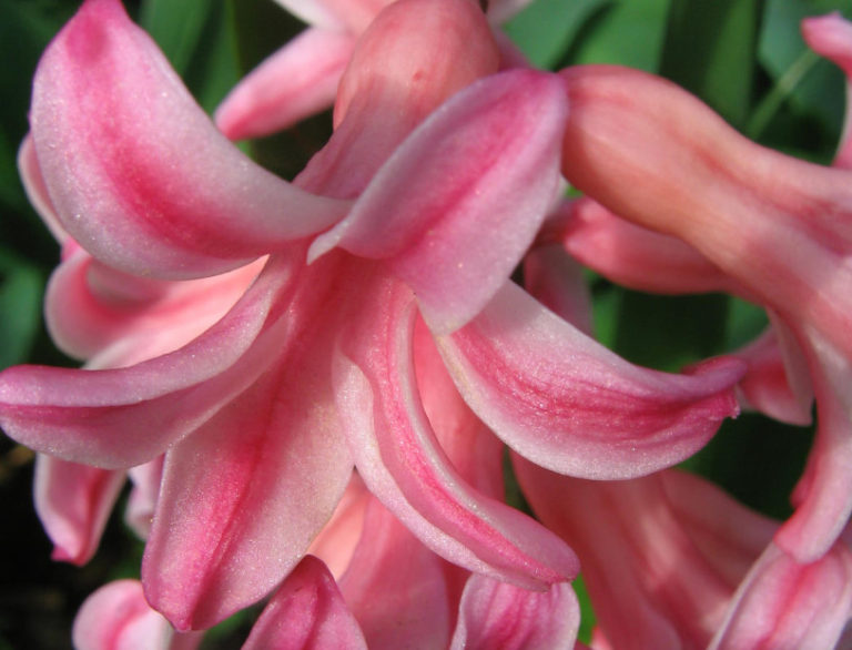 Aromas of Flowers: Plants - Standards of Aroma and Their Counterparts