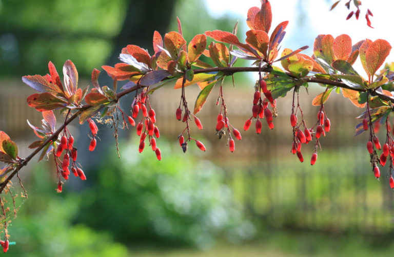 Barberry: Species, Varieties, Photos - Best Landscape Ideas
