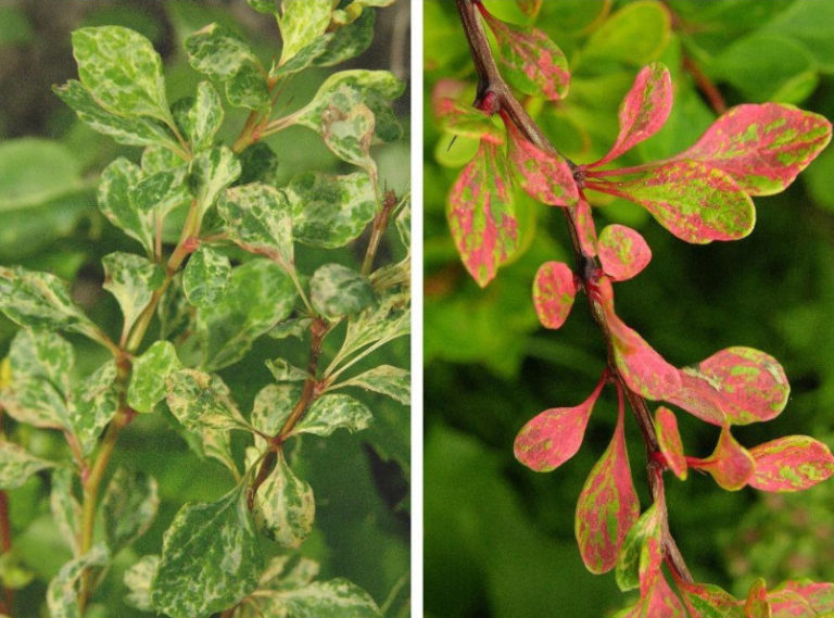 Barberry: Species, Varieties, Photos