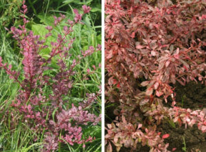 Barberry: Species, Varieties, Photos