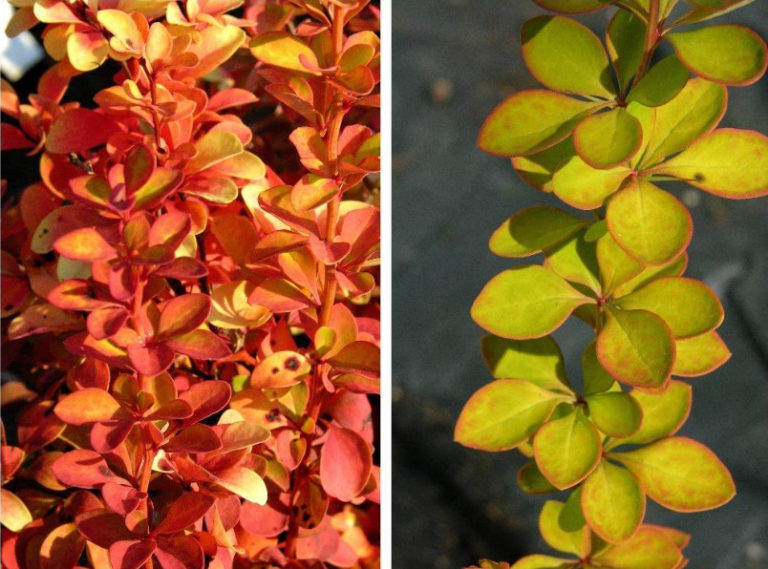 Barberry: Species, Varieties, Photos