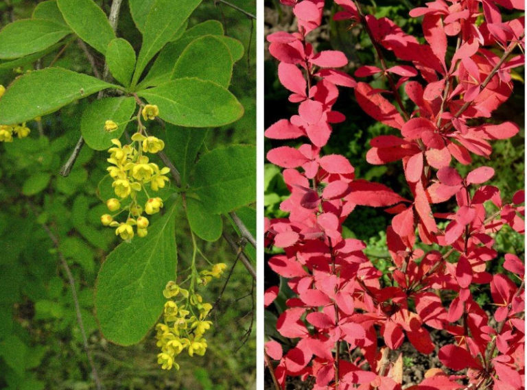 Barberry: Species, Varieties, Photos