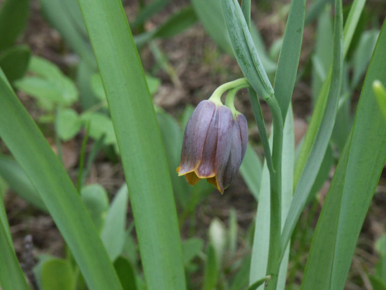 Fritillaria: Species and Characteristics of Cultivation