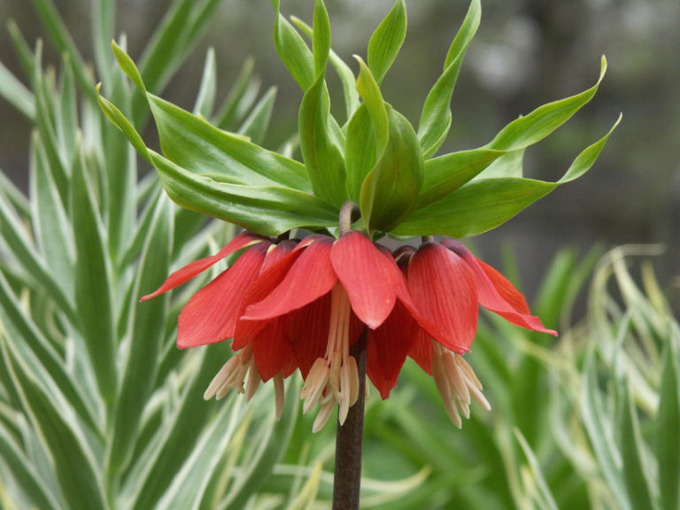 Fritillaria: Species and Characteristics of Cultivation
