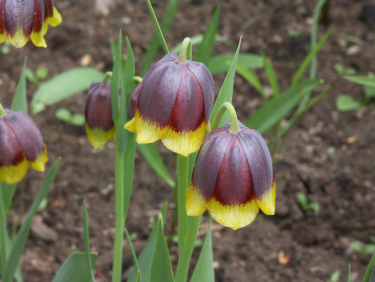 Fritillaria: Species and Characteristics of Cultivation