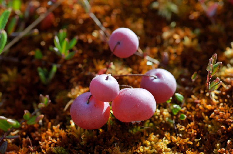 Garden Cranberry: the Experience of Growing Different Varieties - Best ...