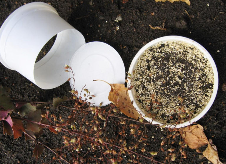 How to Grow Heuchera From Seed