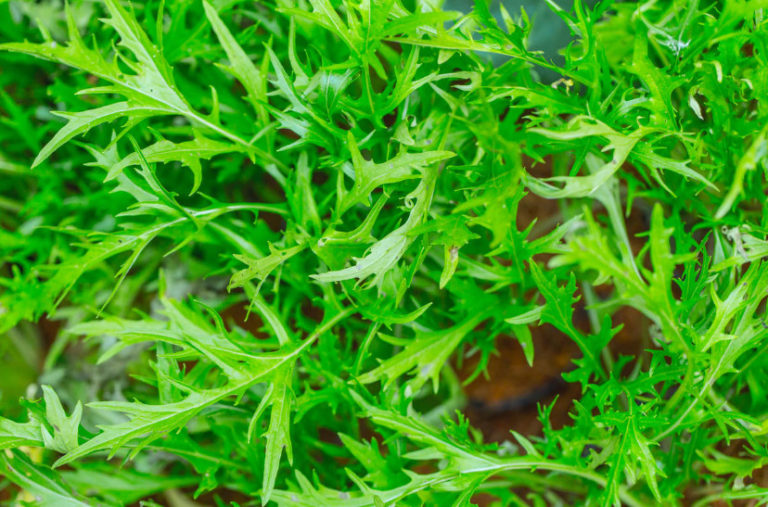 Japanese Cabbage Mizuna: Cultivation, Varieties (Part 2)