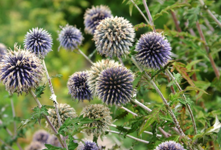 Spherical Flowers for Round Suburban Areas: Photo, Description