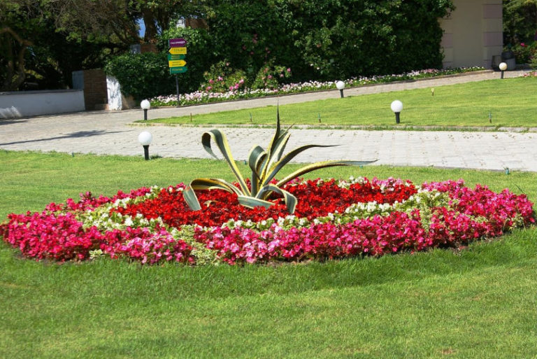 Spherical Flowers for Round Suburban Areas: Photo, Description