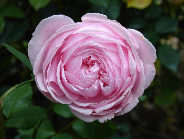 Pink Roses in a Romantic Garden Design - Best Landscape Ideas