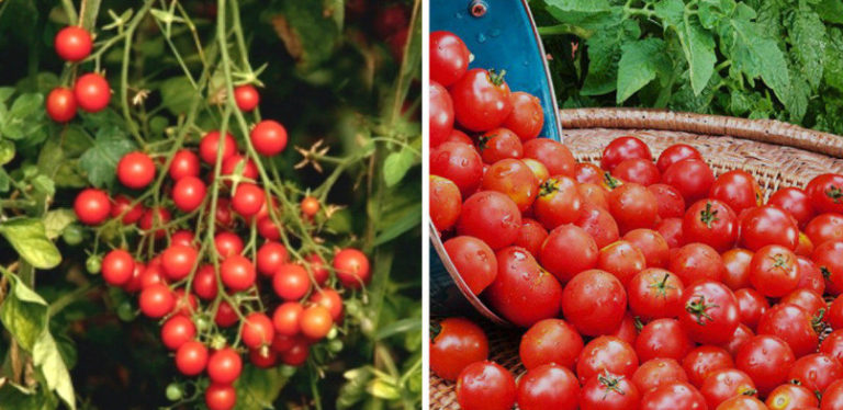 Cherry and Currant Tomatoes: 10 Best Varieties According to Gardeners