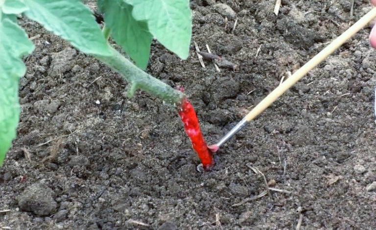 Unpleasant Diseases of Tomatoes: Root and Basal Rot