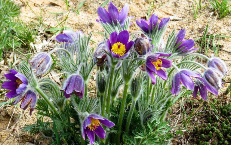 How to Propagate Pulsatilla From Seeds