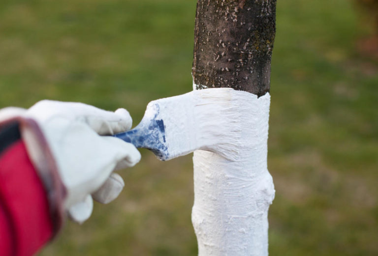 Birch Tar: Protection of Garden and Vegetable Garden From Pests (Part 2)