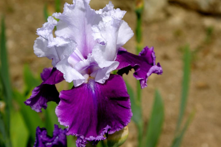 10 Best Colorful Varieties of Irises for Your Garden