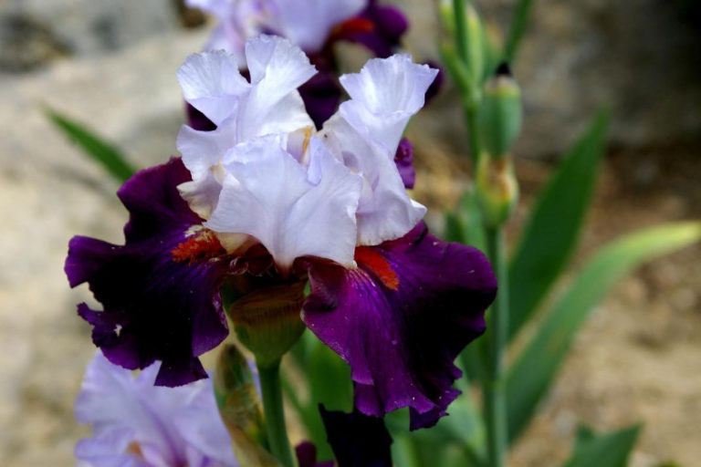 10 Best Colorful Varieties of Irises for Your Garden
