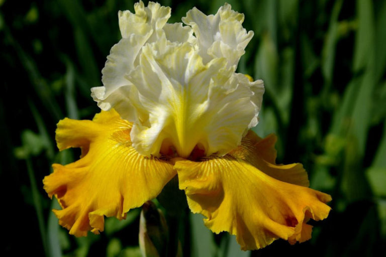 10 Best Colorful Varieties of Irises for Your Garden