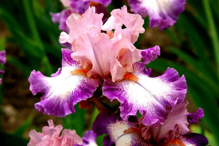 10 Best Colorful Varieties of Irises for Your Garden
