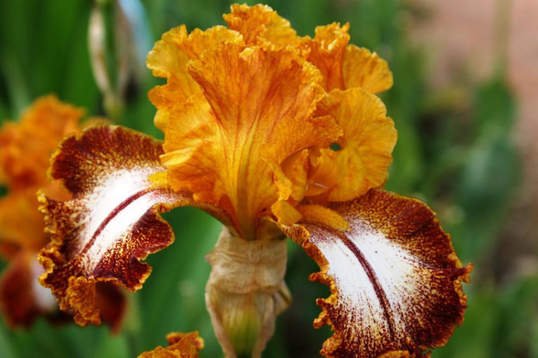 10 Best Colorful Varieties of Irises for Your Garden