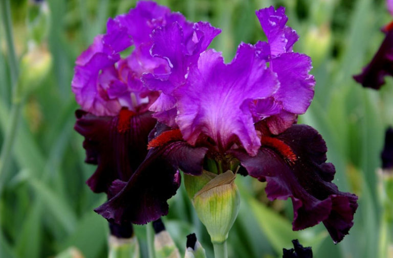 10 Best Colorful Varieties of Irises for Your Garden