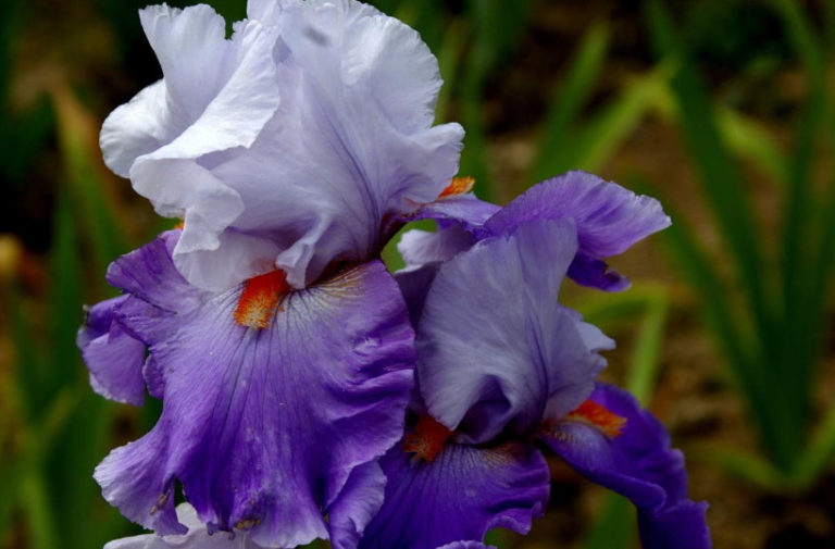 10 Best Colorful Varieties of Irises for Your Garden