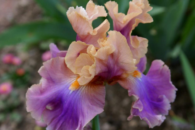10 Best Colorful Varieties of Irises for Your Garden