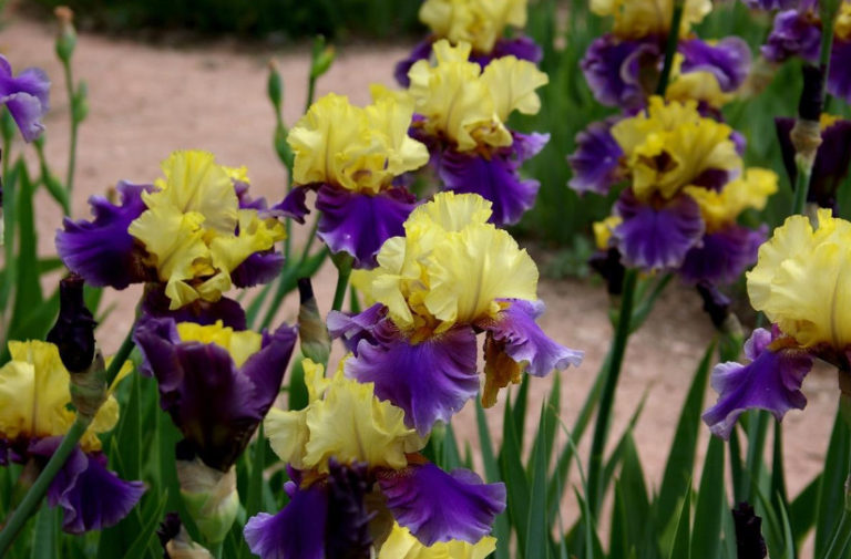 10 Best Colorful Varieties of Irises for Your Garden - Best Landscape Ideas