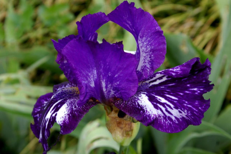 10 Best Colorful Varieties of Irises for Your Garden