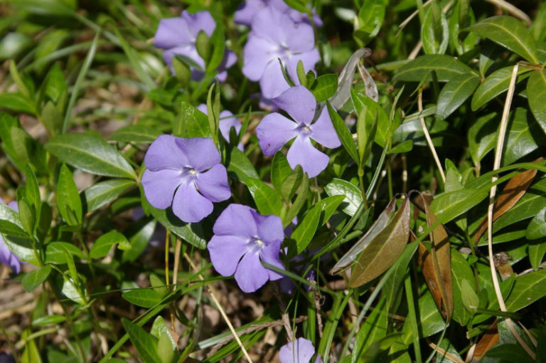 Charming Family: Periwinkle and Their Relatives - Best Landscape Ideas