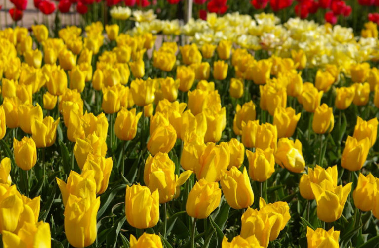 The mystery of the yellow tulips. Why are they so Loved by Designers ...