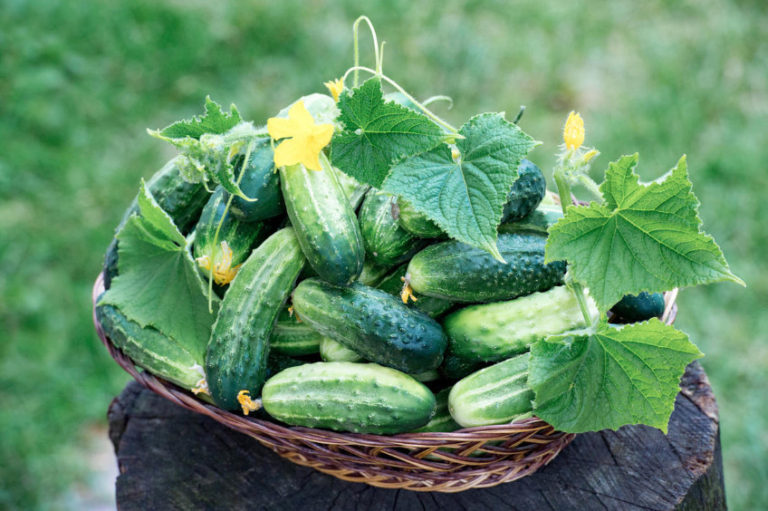 The Secrets of the Early Crop of Cucumbers (Part 2) - Best Landscape Ideas
