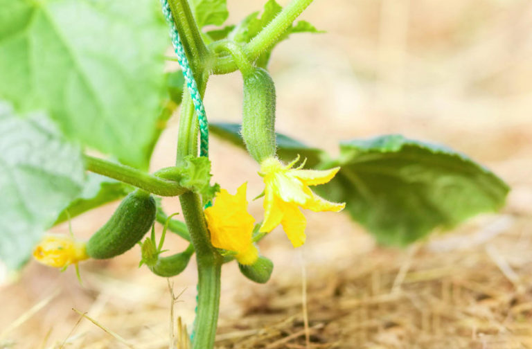 The Secrets of the Early Crop of Cucumbers (Part 2)