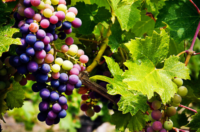 Grapes are the Berry of Life - Best Landscape Ideas