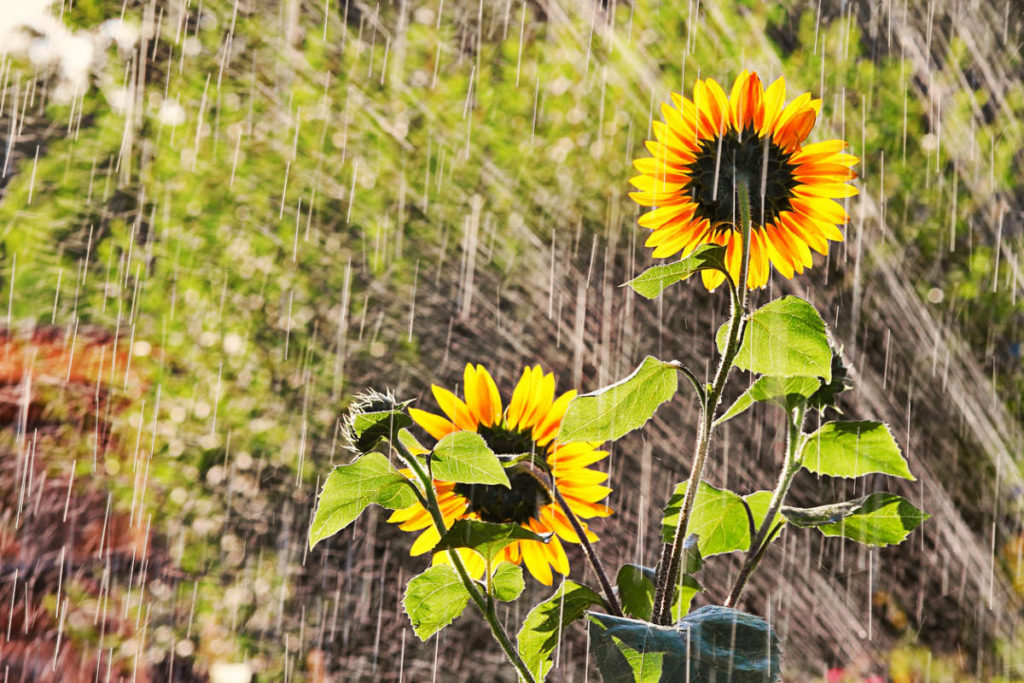 How To Plant And Care For Sunflower