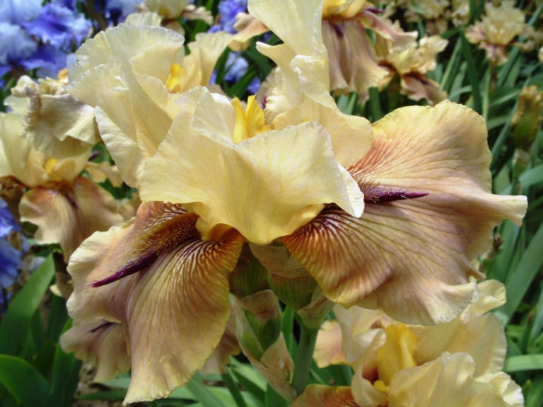 Elite Varieties of Tall Bearded Irises