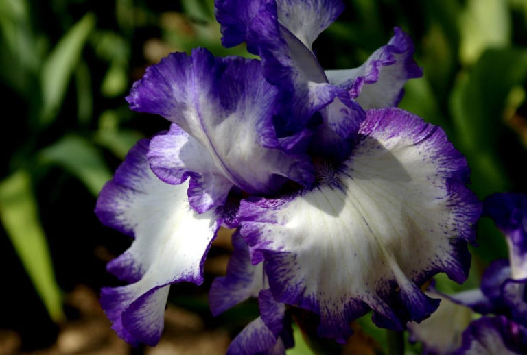 Elite Varieties of Tall Bearded Irises